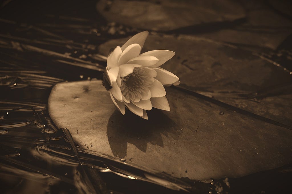 The Seed of Sorrow - Ann Selene